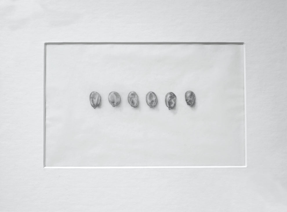 Seeds No6 – Katherine Taylor